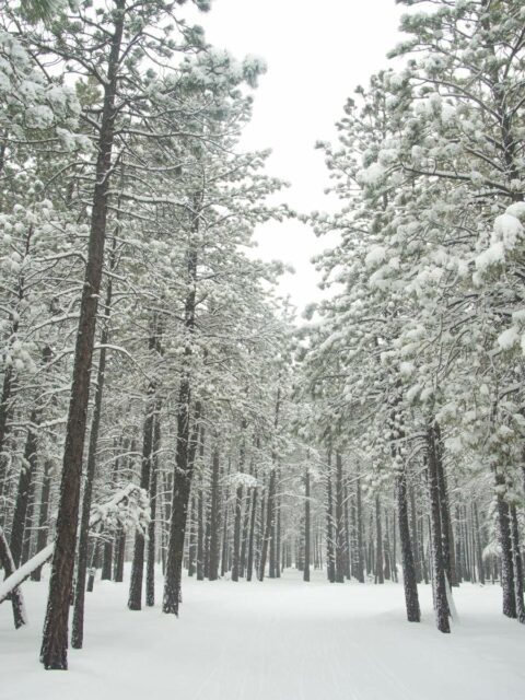 Snowshoeing In Flagstaff Our 5 Favorite Trails Southwest Microadventures
